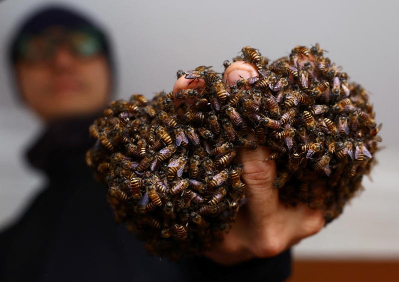 Bangkok Post - Relocating 6 million Singapore bees and counting, one ...