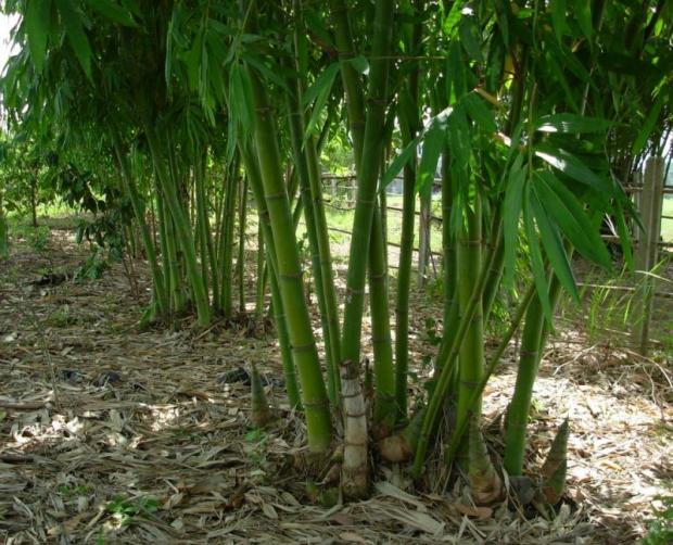 Bangkok Post - Halting a bamboo invasion