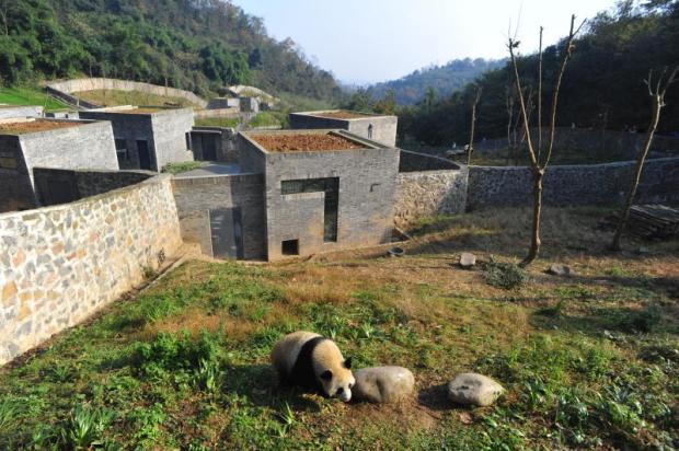 Bangkok Post - Saving the giant panda