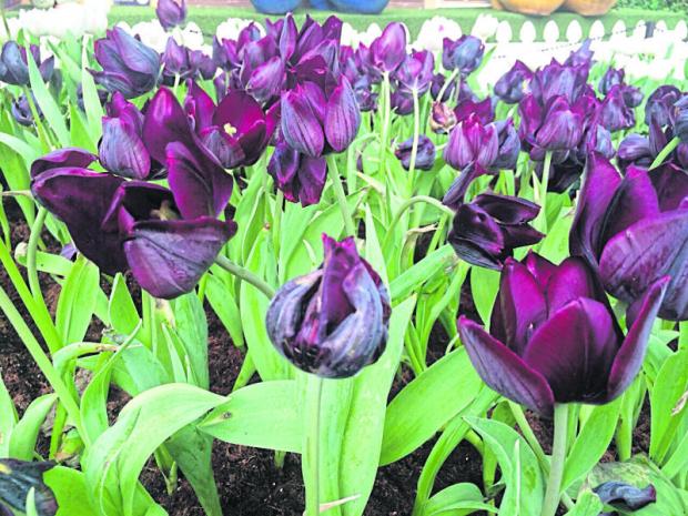 Bangkok Post - Black tulips in the Northeast