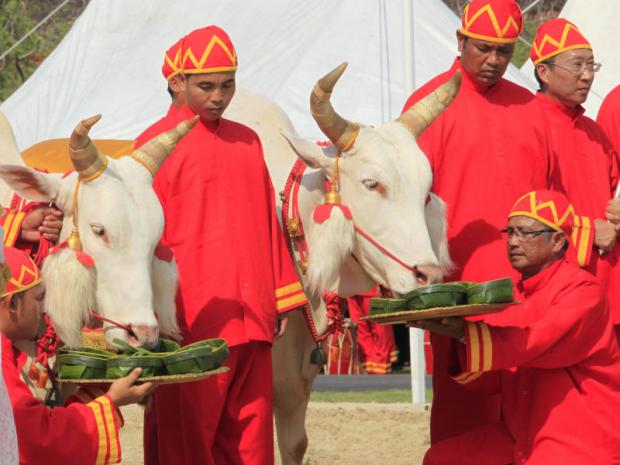 Bangkok Post - Farmers rejoice over oxen prediction