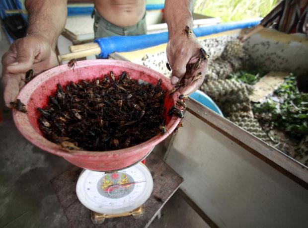 Bangkok Post - Crunch time for the insect industry