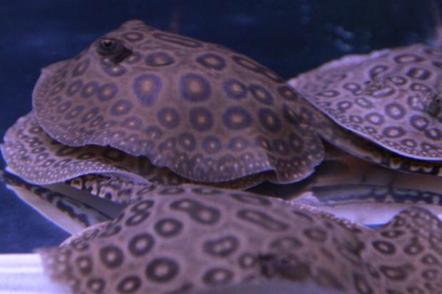 Bangkok Post - Stringrays make waves