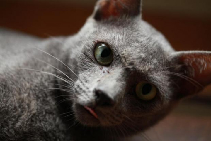 Bangkok Post - Making heads and tails of Thai cats