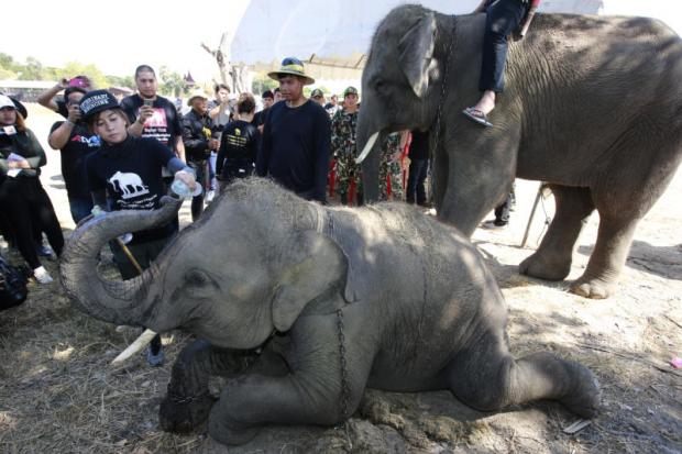 Bangkok Post - DNA tests under way to find origin of 2 young elephants