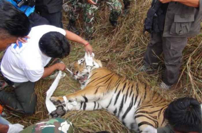 Bangkok Post - Tiger's death reflects failure in forest management