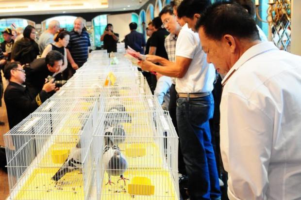 Bangkok Post - Pattaya pigeon race raises new tourism dream