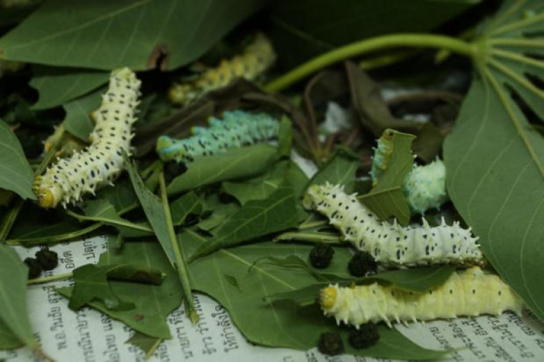 Bangkok Post - Ericulture reeling them in