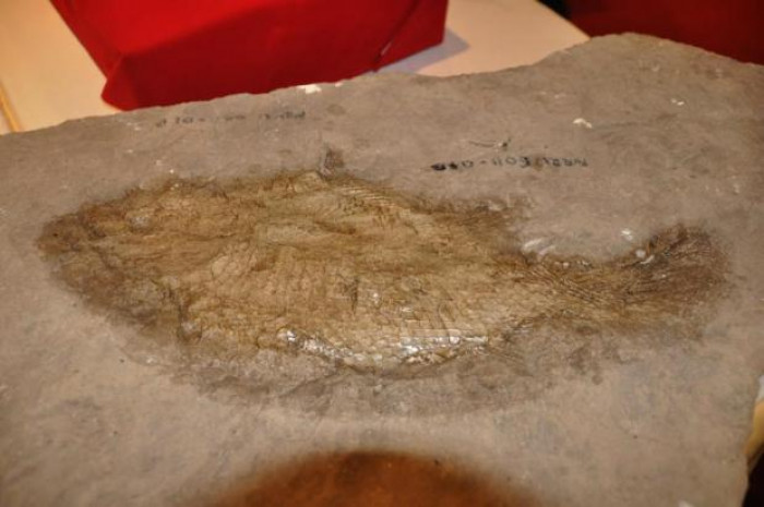 Bangkok Post - Unearthed fish fossil over 150m years old