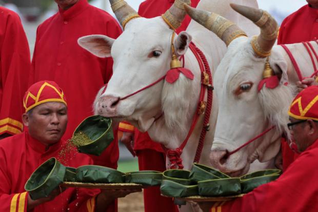 Bangkok Post - Oxen predict bumper harvests this year