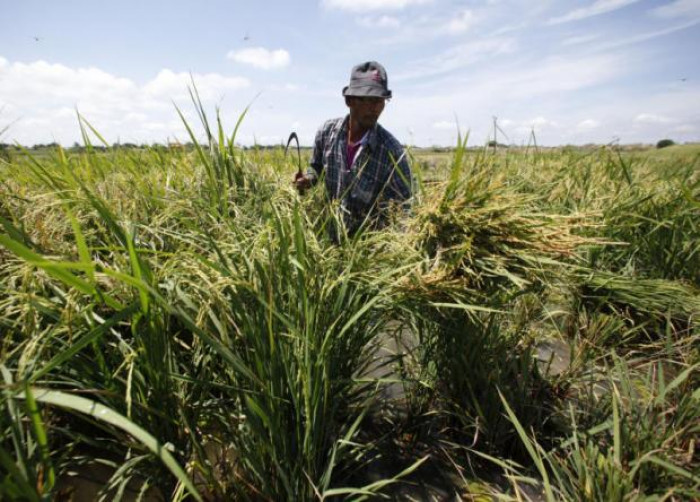 Bangkok Post - B2bn rice insurance scheme gets nod