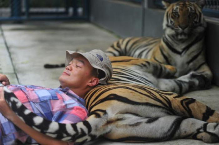 Bangkok Post - Among the tamed tigers