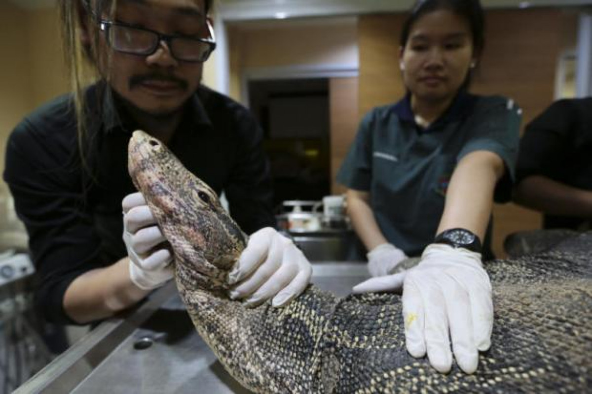 Bangkok Post - Lizard licks its wounds courtesy of local Doctor Dolittle