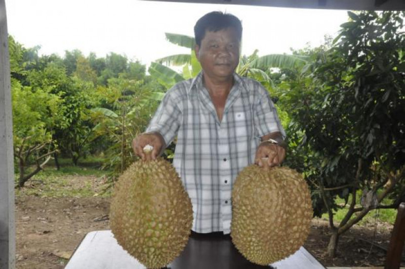 Bangkok Post - Massive durians become popular tourist attraction