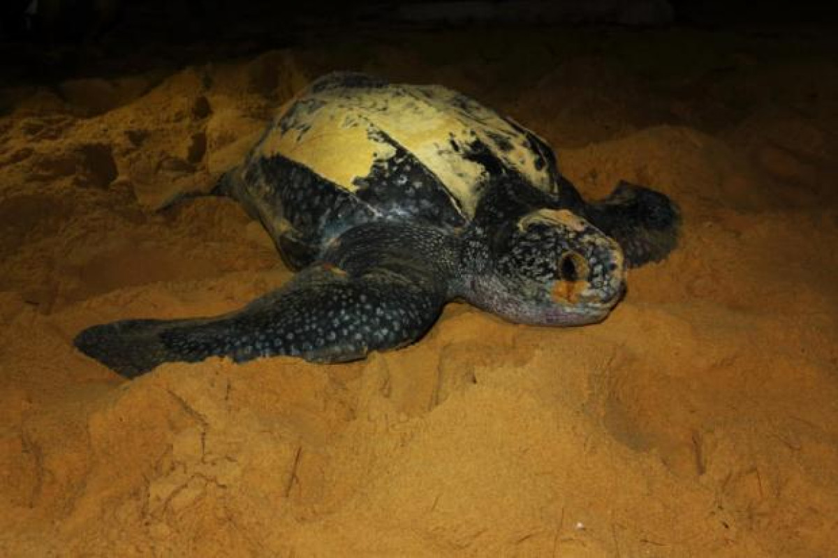 Bangkok Post - Turtle power on wane as trawlers take toll