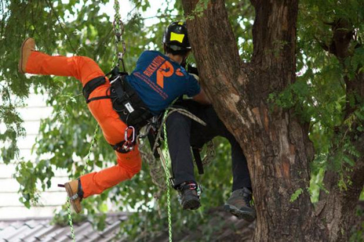 Bangkok Post - Barking up the right trees