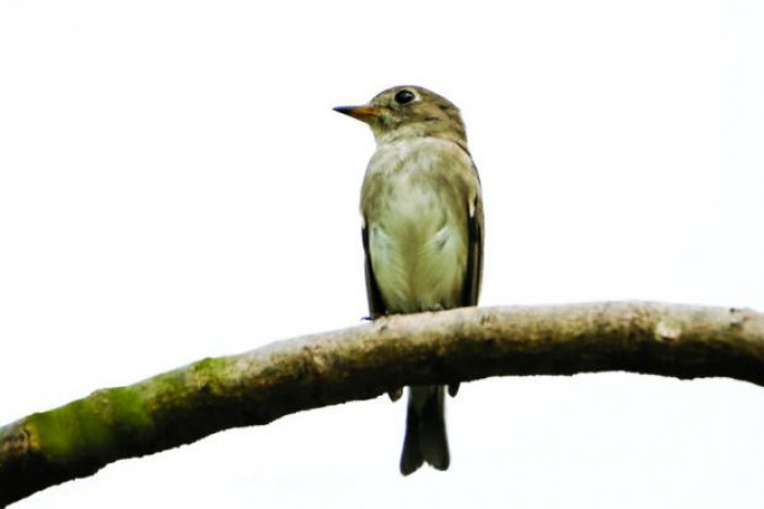 Bangkok Post - Tiny, tropical and trusty