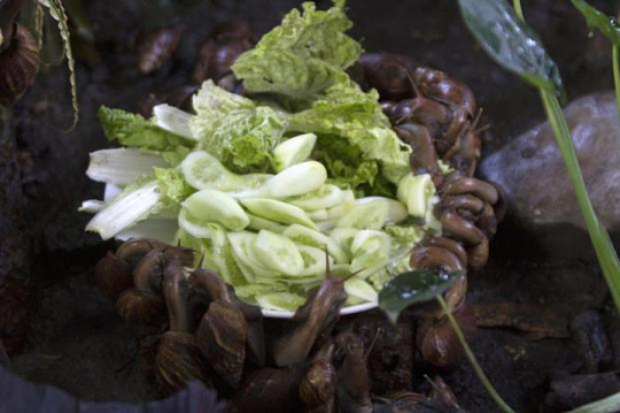 Bangkok Post - Scar tissue: Snail slime saves the day