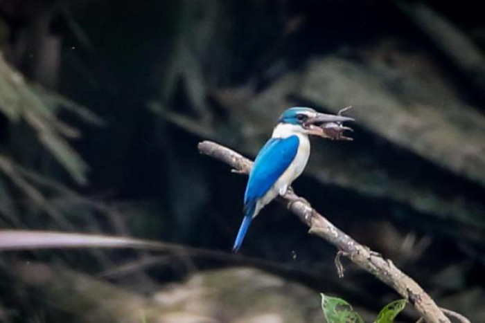 Bangkok Post - Pretty pin-up poster birds