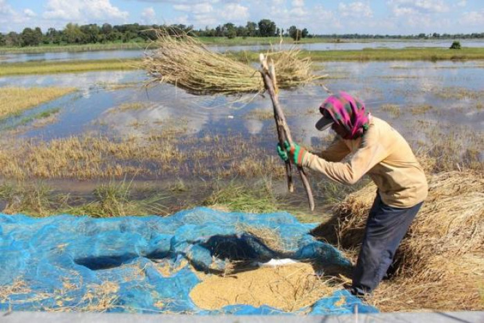 Bangkok Post - Rice relief gets cabinet go-ahead