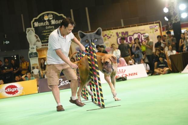 Athletic dogs battle it out in canine Olympics