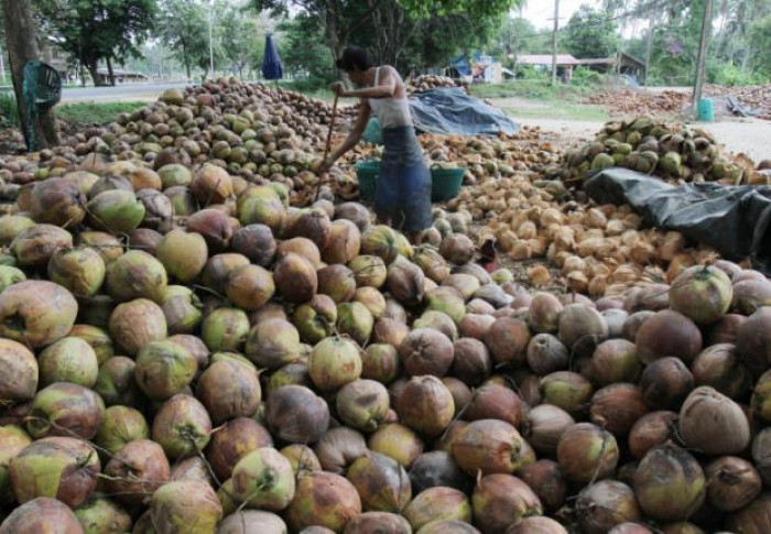 Bangkok Post - Harsher coconut import rules to counter price dip