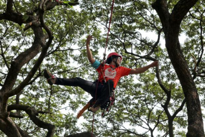 Bangkok Post - Preservation of Bangkok's 'big trees' takes centre-stage