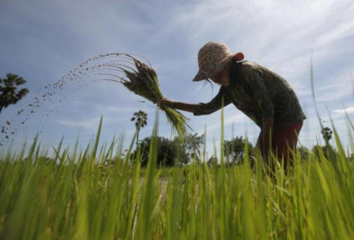 Bangkok Post - Greener rice