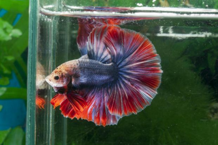 A close-up view of Siamese fighting fish
