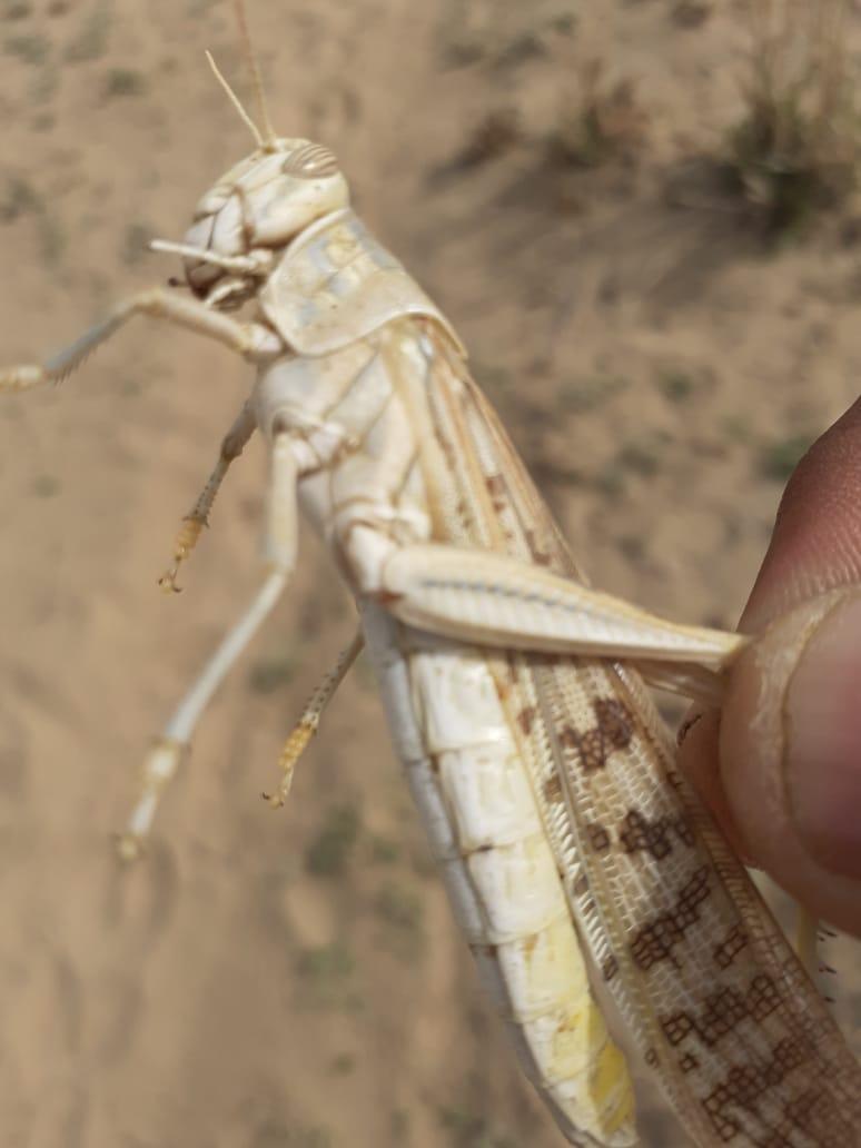 Bangkok Post - India and Pakistan fight a common enemy: locusts