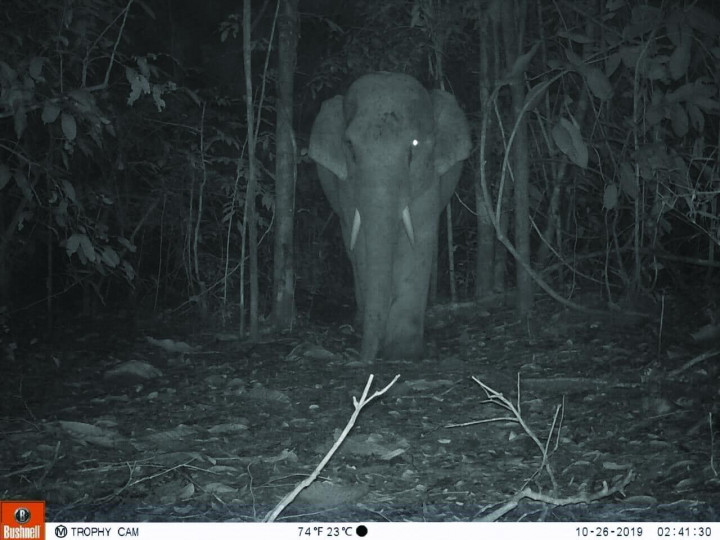 Bangkok Post - More rare animals found in sanctuary