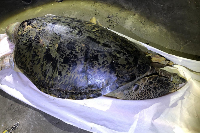 Bangkok Post - Probe into death of sea turtle
