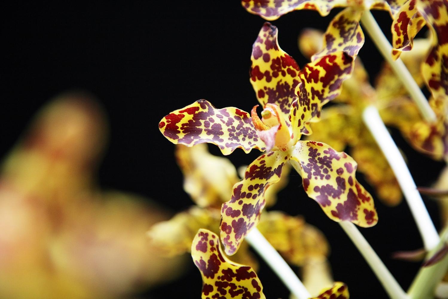 Bangkok Post - Queen Sirikit honoured with orchids