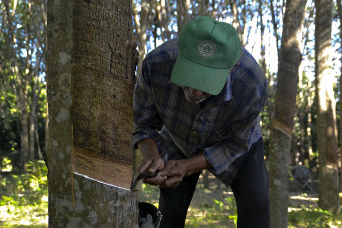 Bangkok Post - Rubber rising on glove and tyre demand