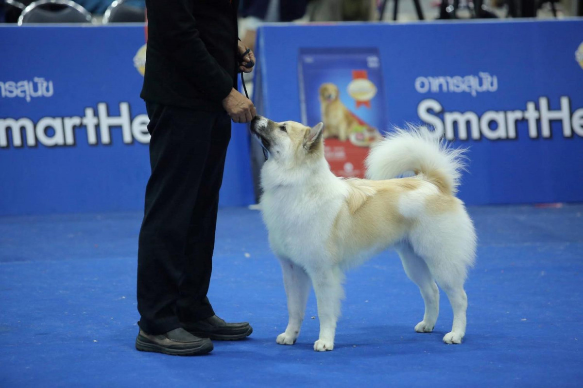 Bangkok Post - A dog show like no other