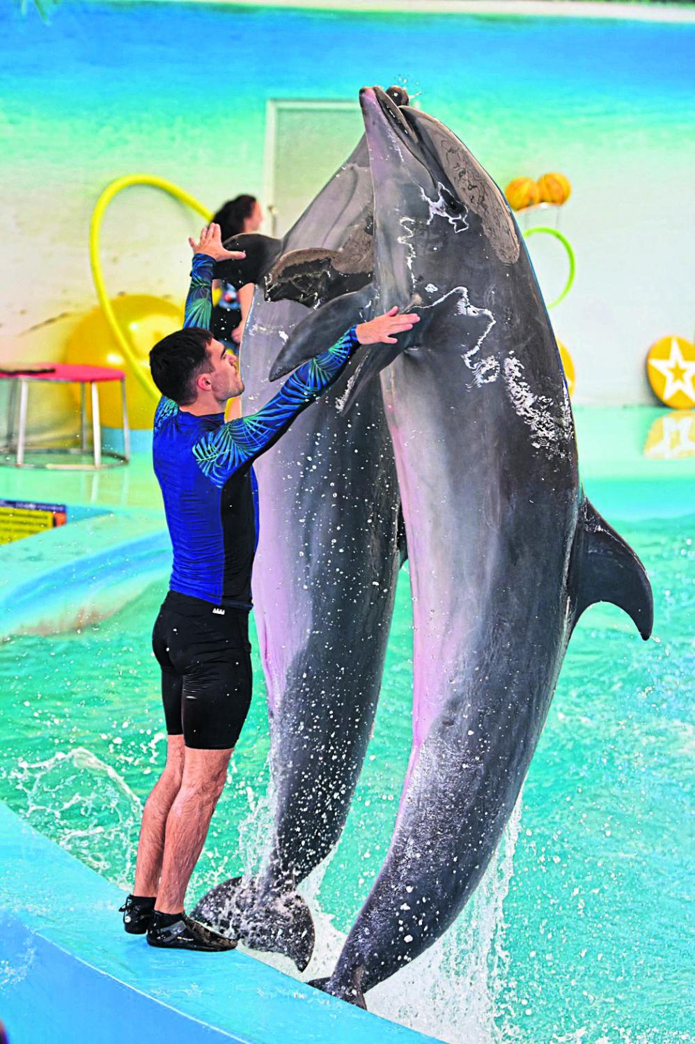 Bangkok Post - See Phuket's dolphins spring into action