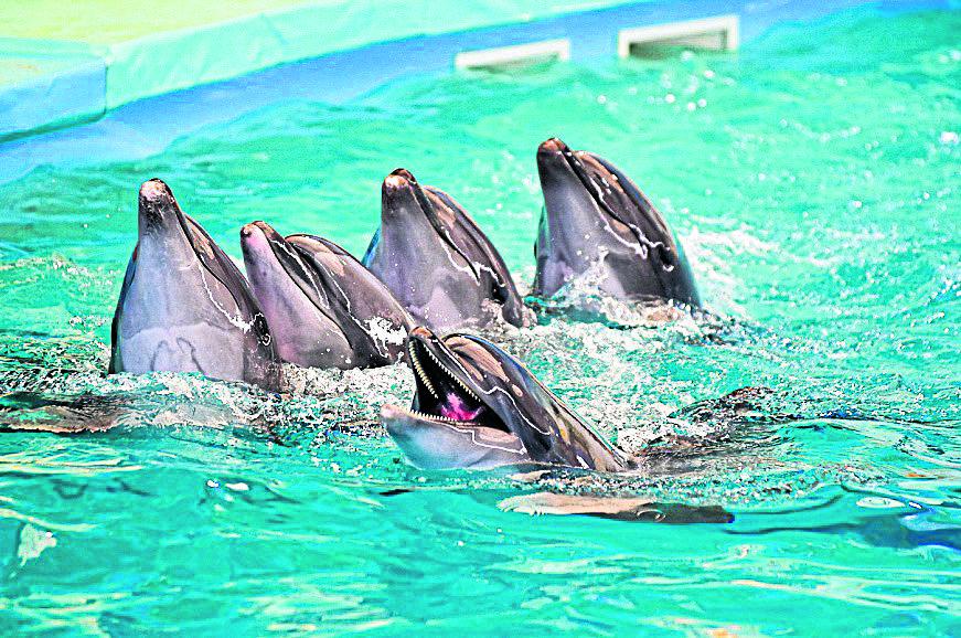 Bangkok Post - See Phuket's dolphins spring into action