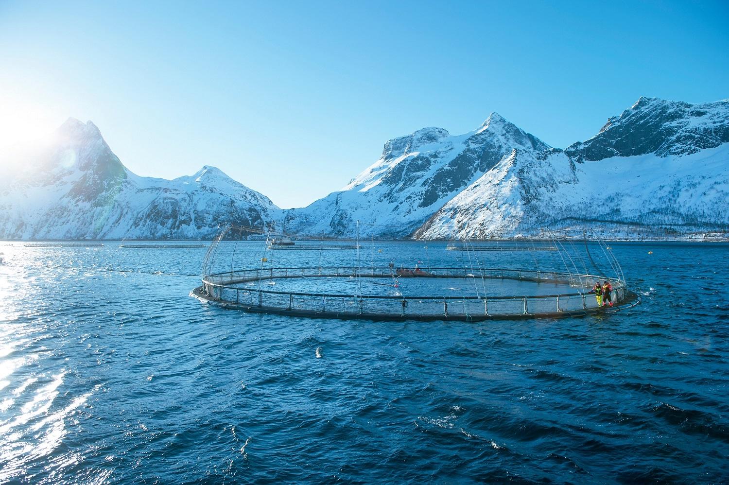 Imports Of Norwegian Seafood Remain Robust