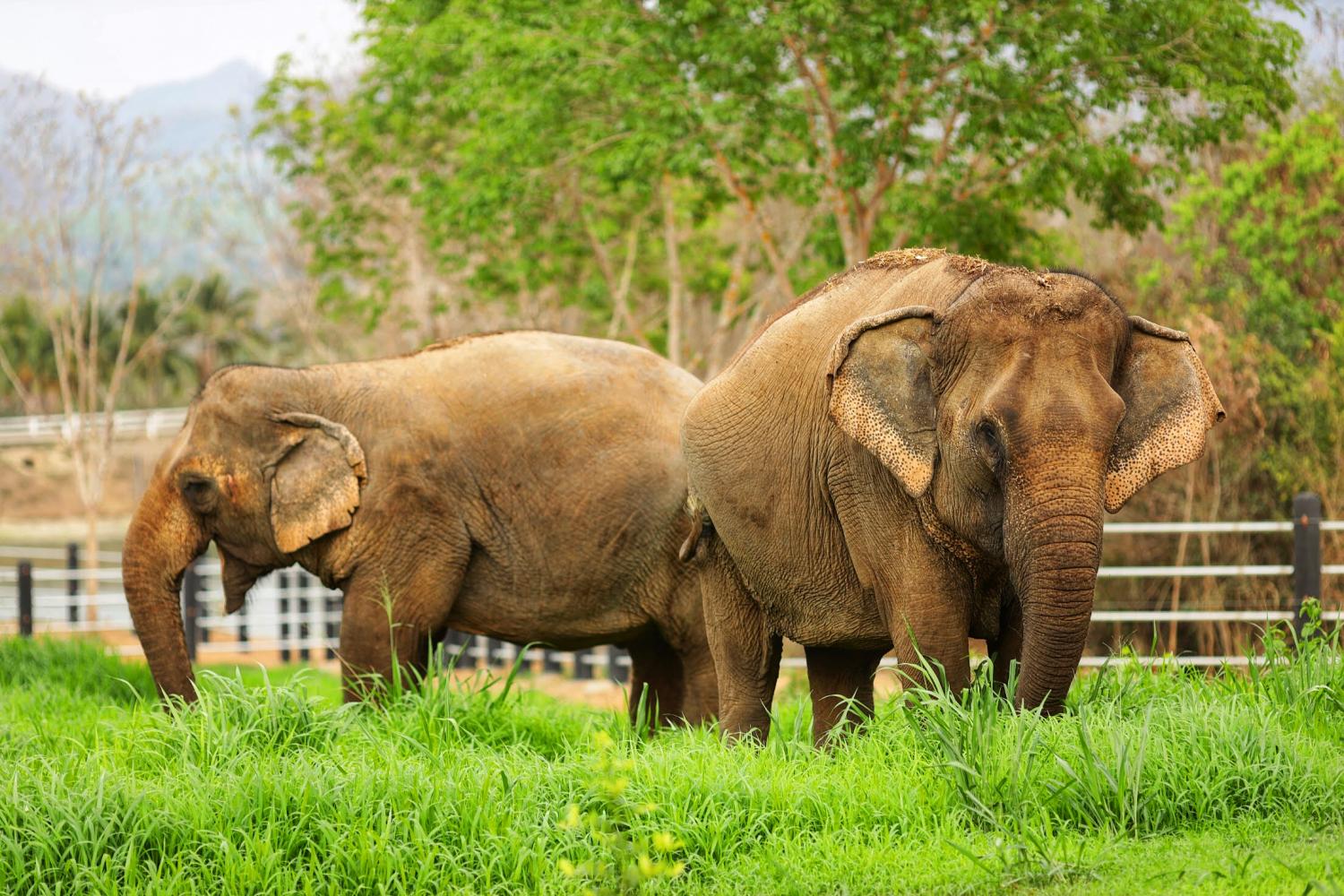 Bangkok Post - Baan Khok Chang Elephant Sanctuary is a great family day out