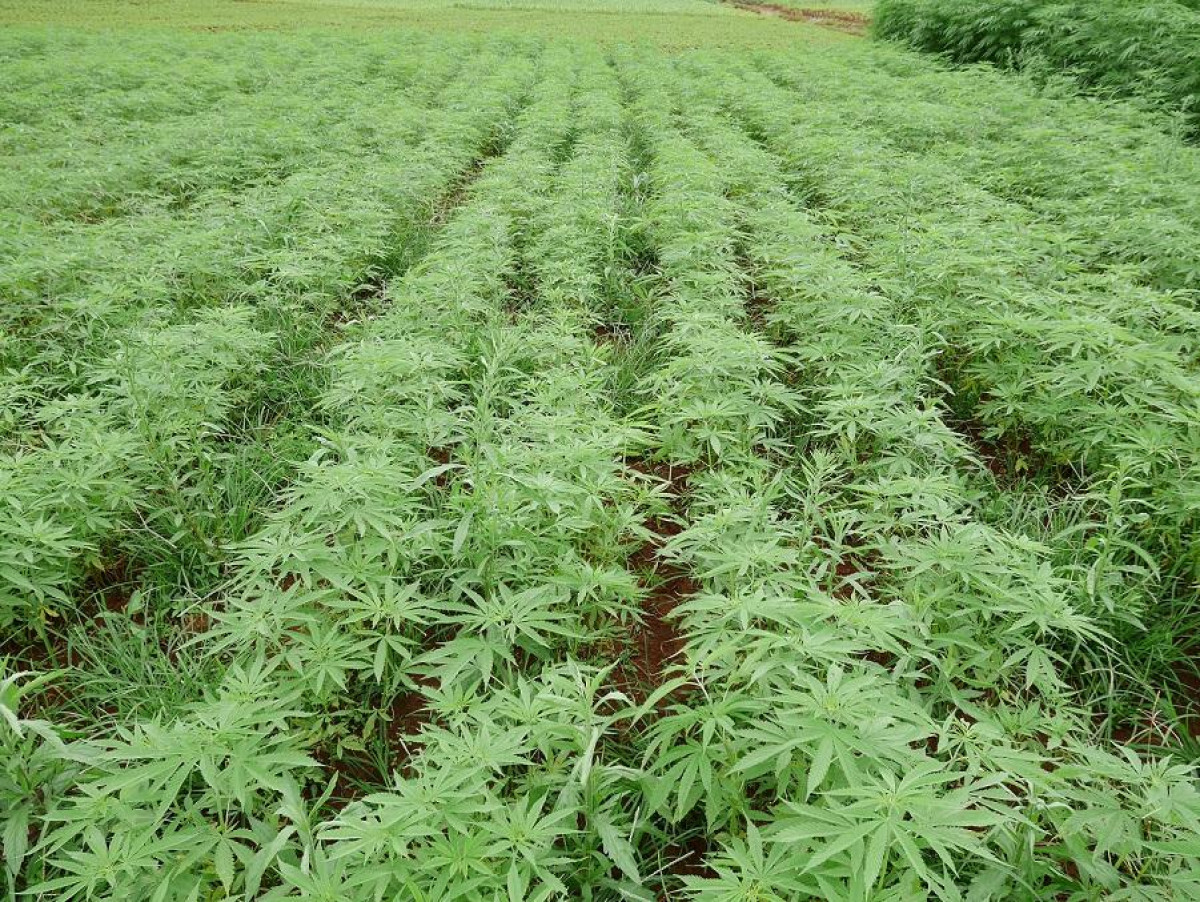 Bangkok Post - Plans see country as a 'hemp hub'