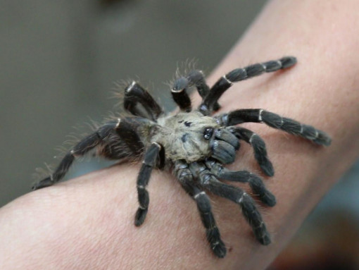 Bangkok Post - New species of tarantula found in Tak