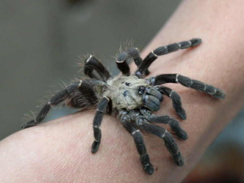 Bangkok Post - New species of tarantula found in Tak