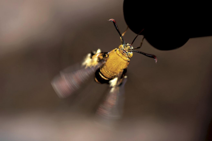 Bangkok Post - Migrating giant honey bees need their rest stops