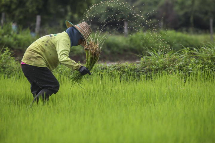 Bangkok Post - Climate-smart rice farming a win-win