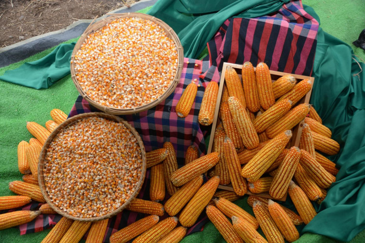 Bangkok Post - Maize strategic plan ready for cabinet consideration