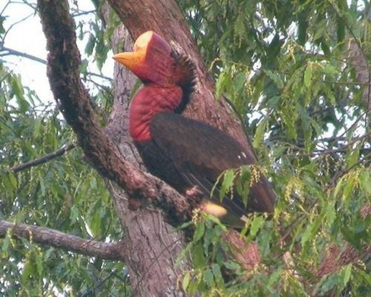 Bangkok Post - Rare hornbills get boost