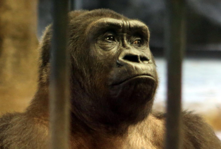 Bangkok Post - Give 'Bua Noi' a better home