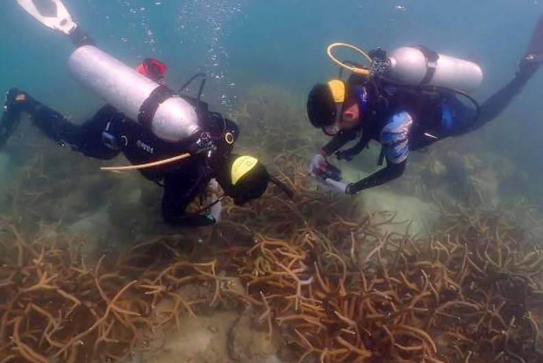 Bangkok Post - Yellow-band disease outbreak detected in Sattahip coral reef