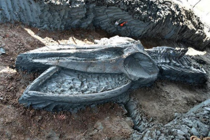 Ancient whale skeleton gets fossil classification