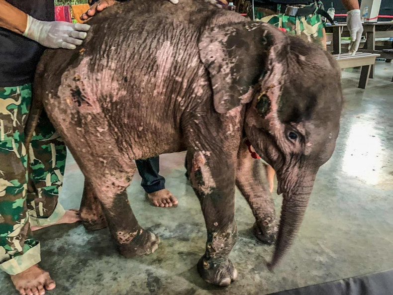 Bangkok Post - Stray elephant 'recovering from injuries'